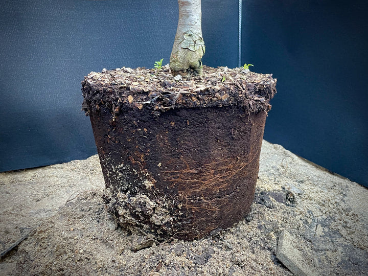 Guide to Tree Root Barrier Installation - Root Barrier Store