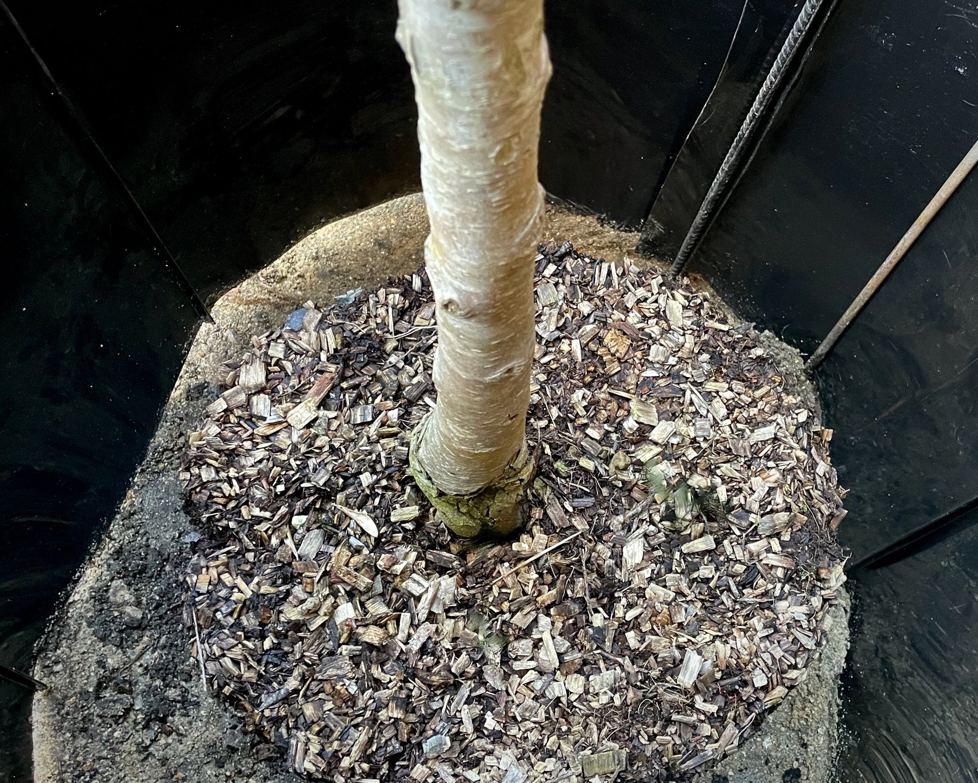 Using root barrier for tree planting in urban areas - Root Barrier Store