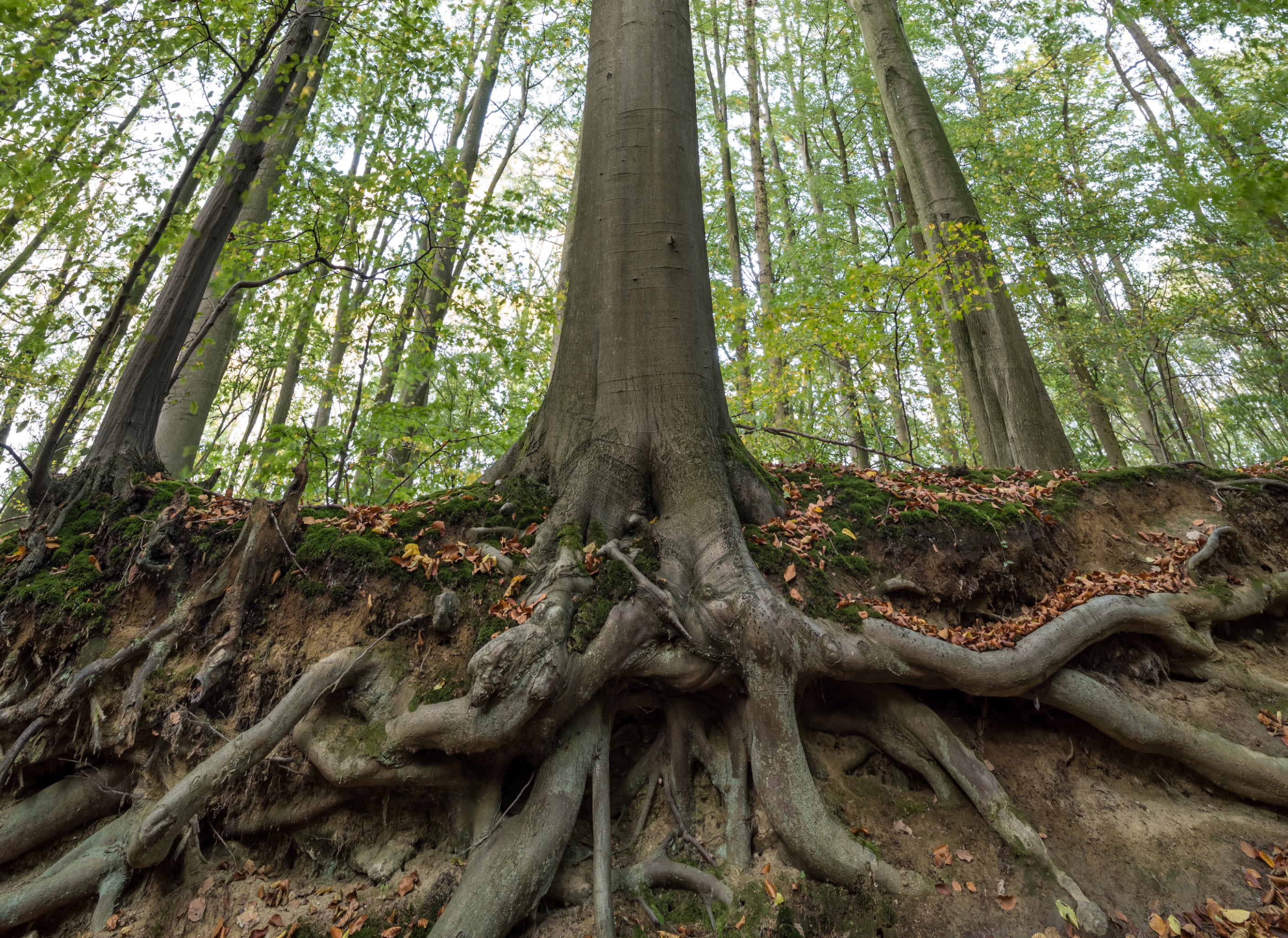 Tree Root Barrier - Root Barrier Store